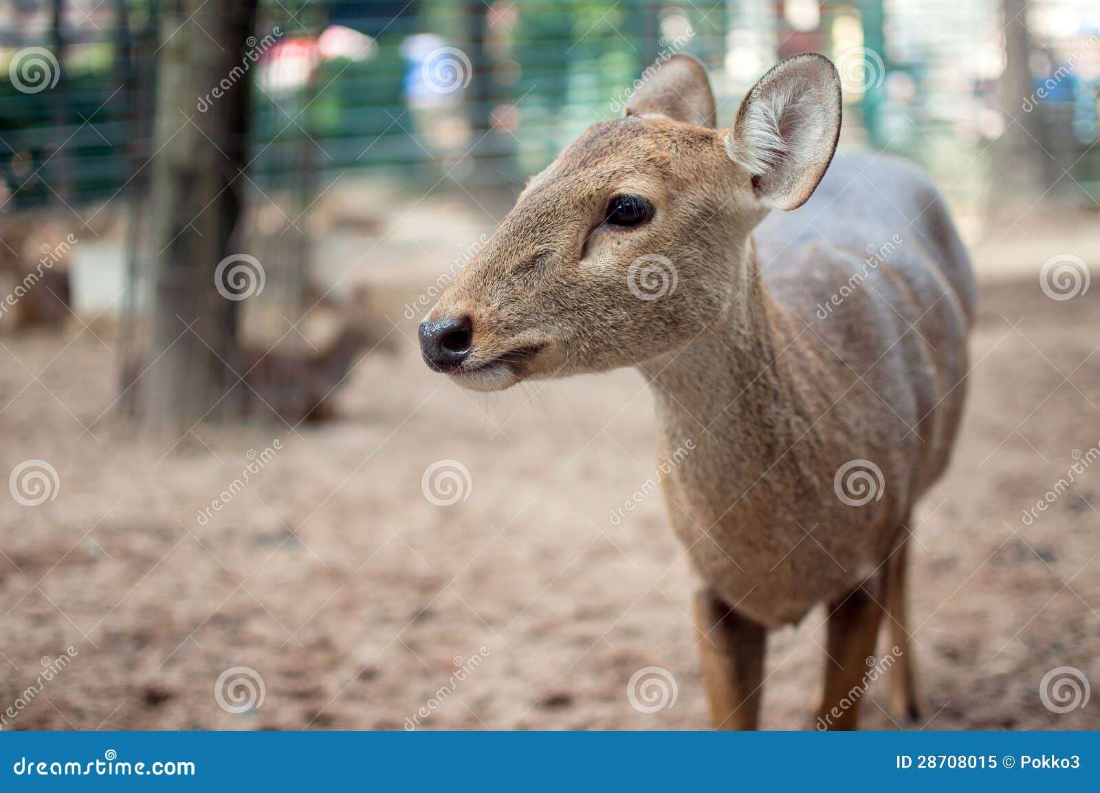 Brow-antlered deer face stock image. Image of buck, animal - 28708015