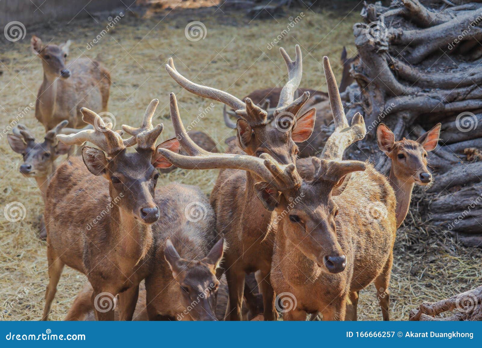 Brow-antlered deer stock image. Image of barasingha - 166666257