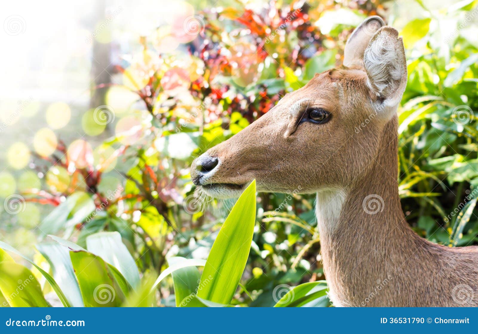 Brow-antlered deer stock photo. Image of spring, ungulate - 36531790