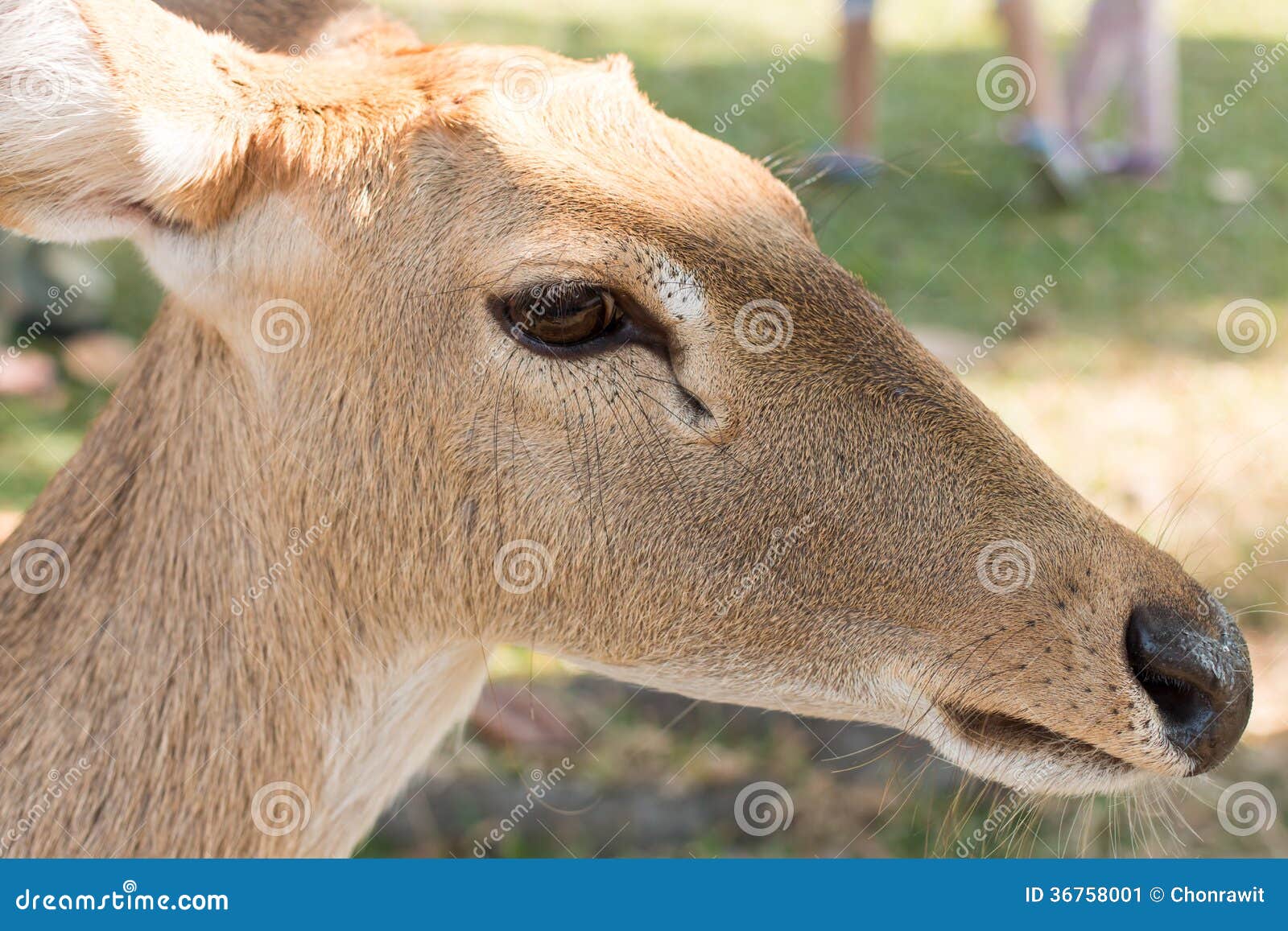Brow-antlered deer stock image. Image of venison, wilderness - 36758001