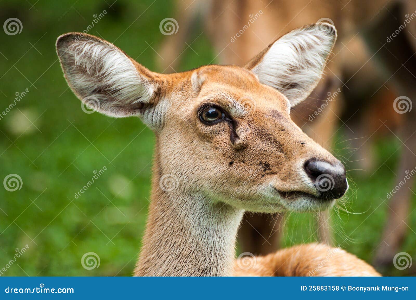 Brow-antlered Deer in zoo stock photo. Image of male - 25883158