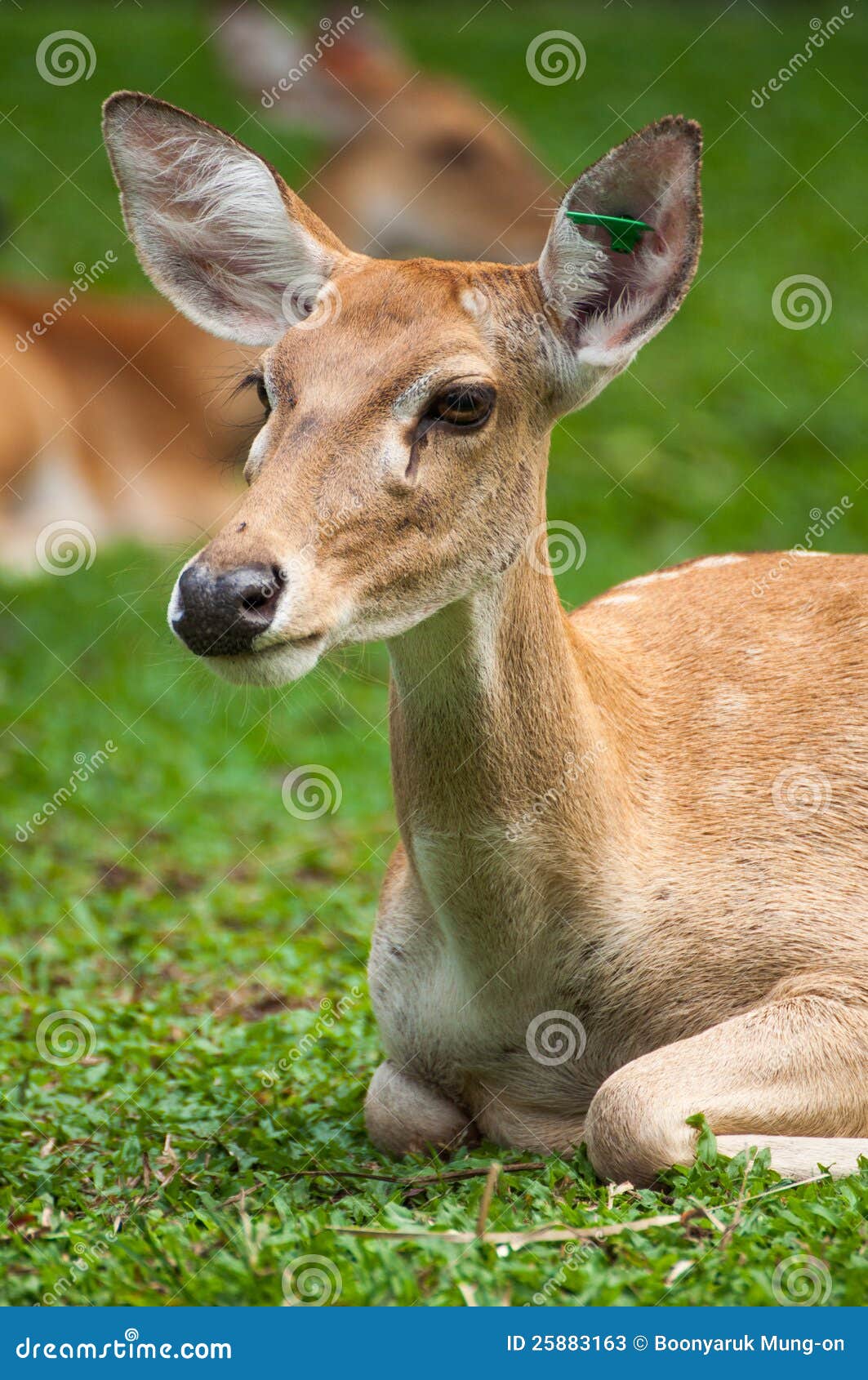 Brow-antlered Deer in zoo stock image. Image of fallow - 25883163