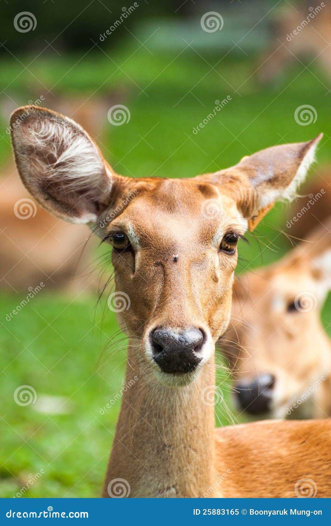 Brow-antlered Deer in zoo stock image. Image of brown - 25883165