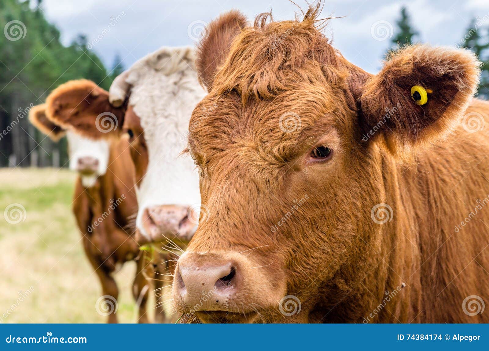 Brow Cow and Cloudy Sky stock photo. Image of grazing - 74384174