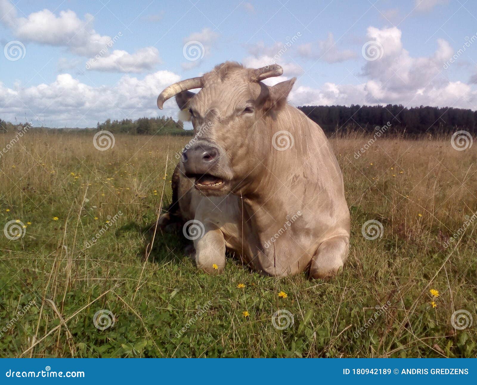 Brow Cow Looks and Relaxed in the Field Summer Stock Image - Image of ...
