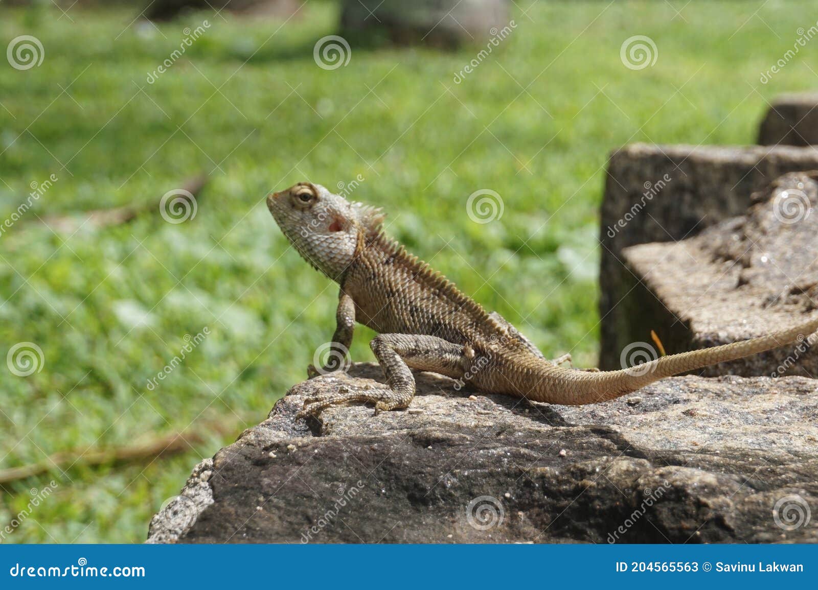 Brow lizard on a rock stock image. Image of rock, colorlizard - 204565563