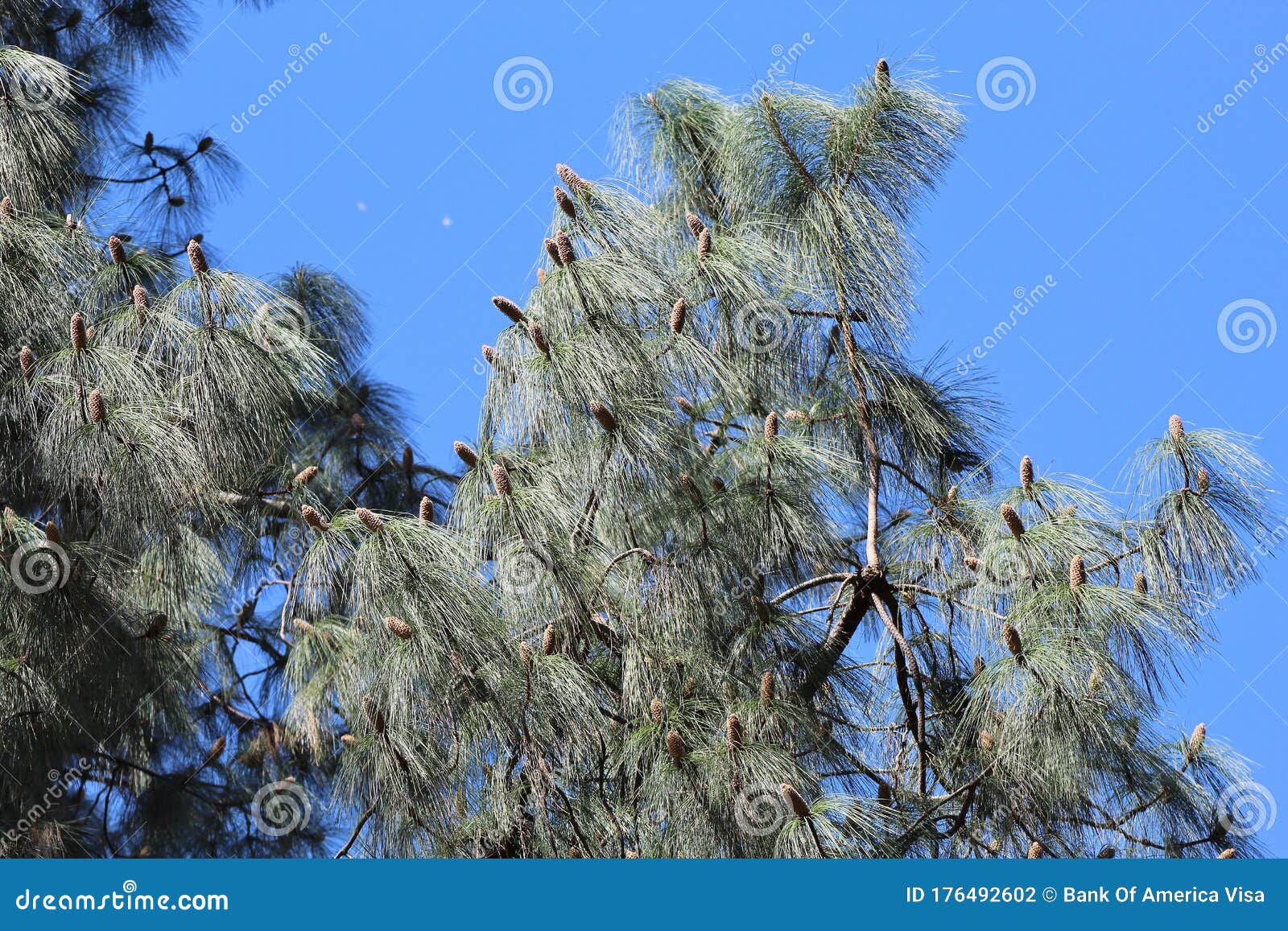 Browish Pine Cones of Long Needled Pine Tree. Stock Photo - Image of ...
