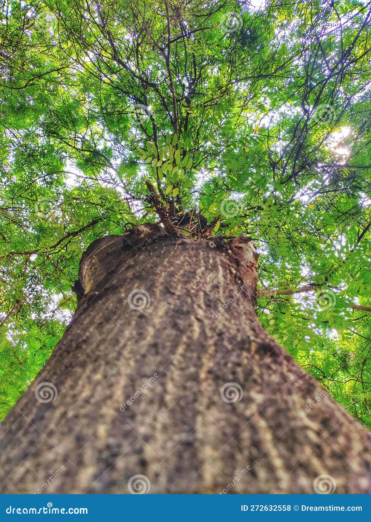 Brown Acacia Tree Trunks, Lined the Side of the Road Stock Photo ...