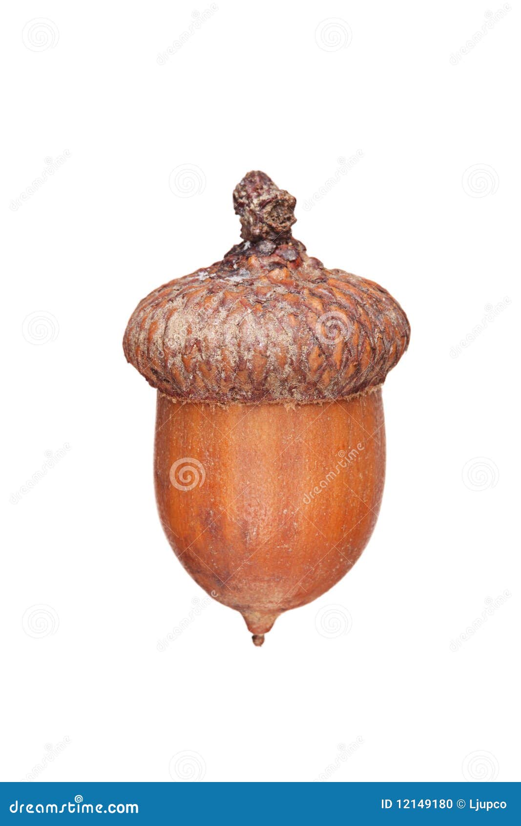 A brown acorn stock photo. Image of white, detail, natural - 12149180