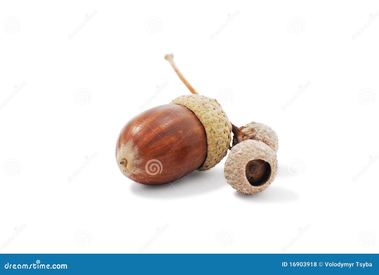 Brown acorn stock photo. Image of botany, object, horizontal - 16903918