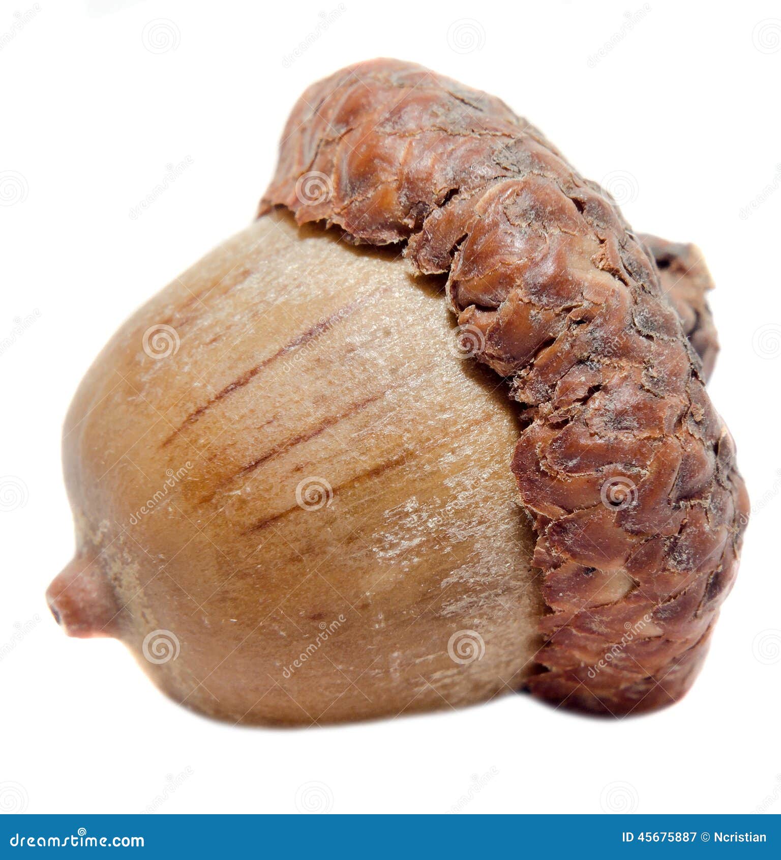 Brown Acorn Fruit, Close Up, Isolated White Background Stock Image ...