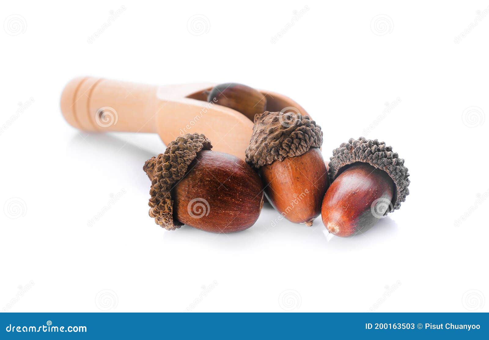 Brown Acorn, Isolated on White Background Stock Image - Image of ...