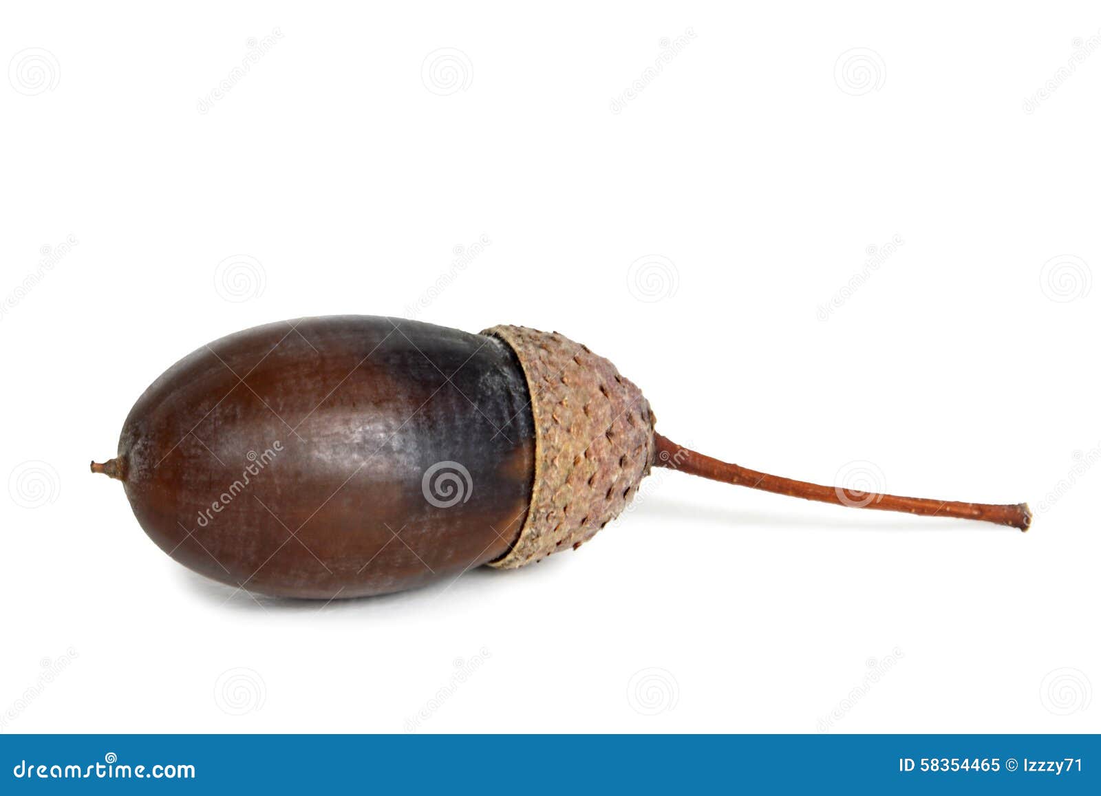 Brown acorn isolated stock image. Image of october, bronze - 58354465