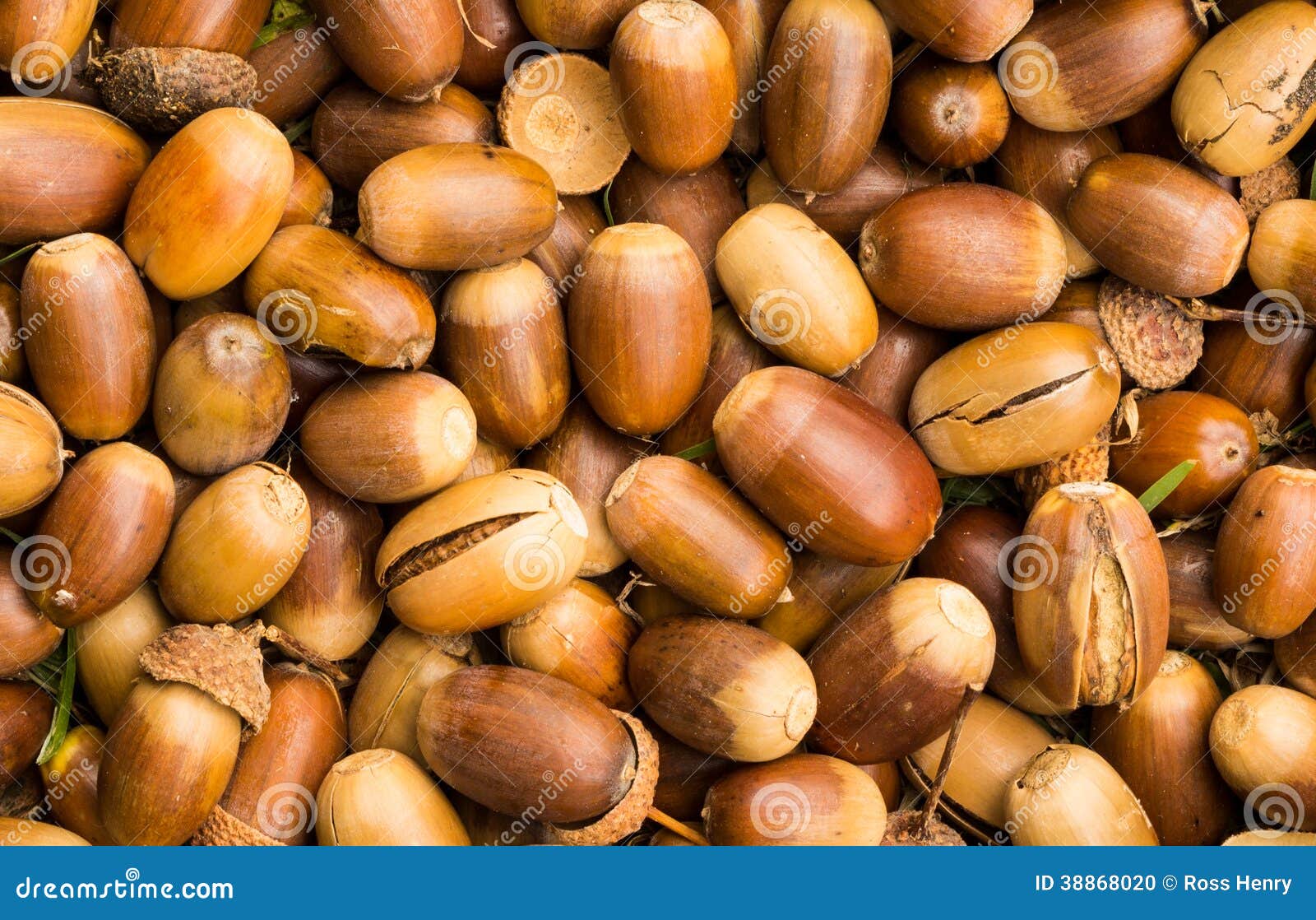Brown Acorn Nuts stock photo. Image of oval, seasonal - 38868020