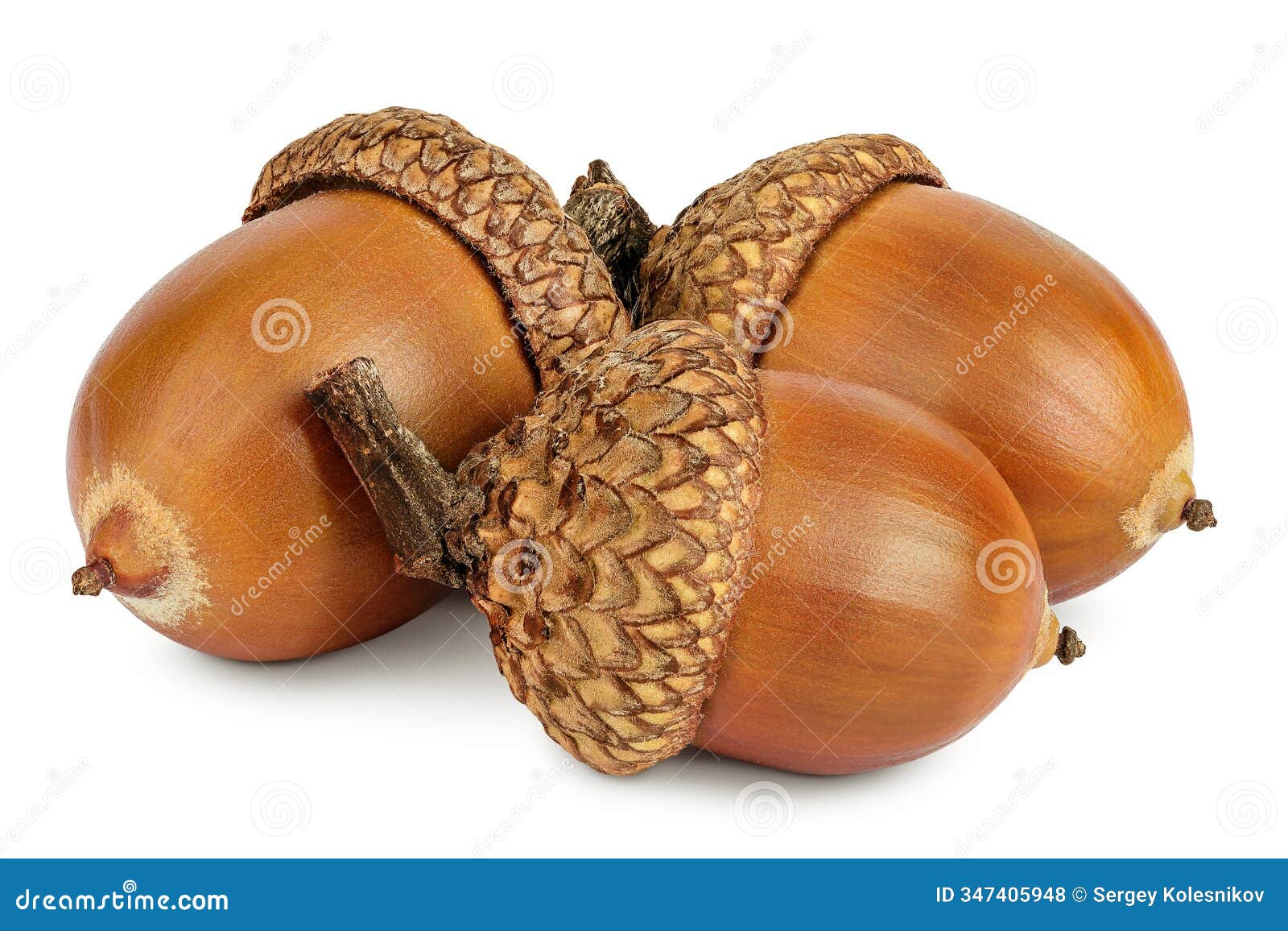 Brown Acorn Oak Nut Isolated on White Background Stock Photo - Image of ...