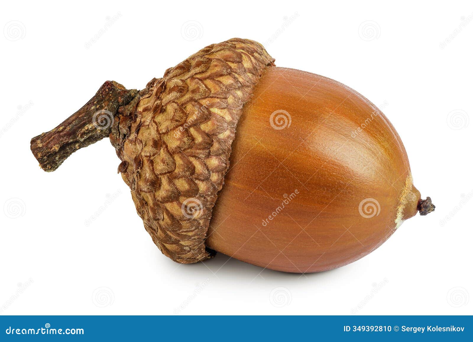 Brown Acorn Oak Nut Isolated on White Background Stock Photo - Image of ...