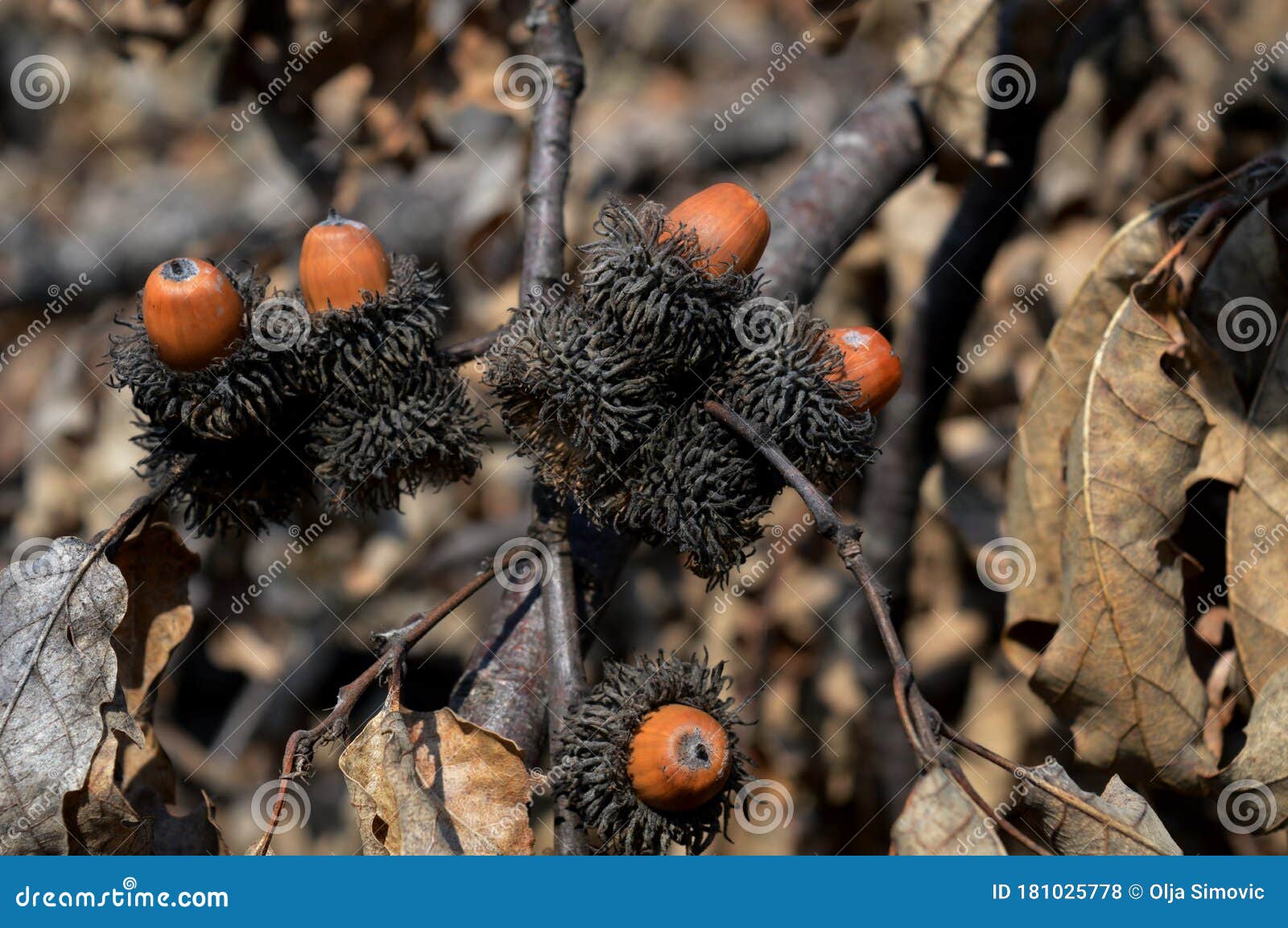 Acorn on an oak tree stock photo. Image of branches - 181025778