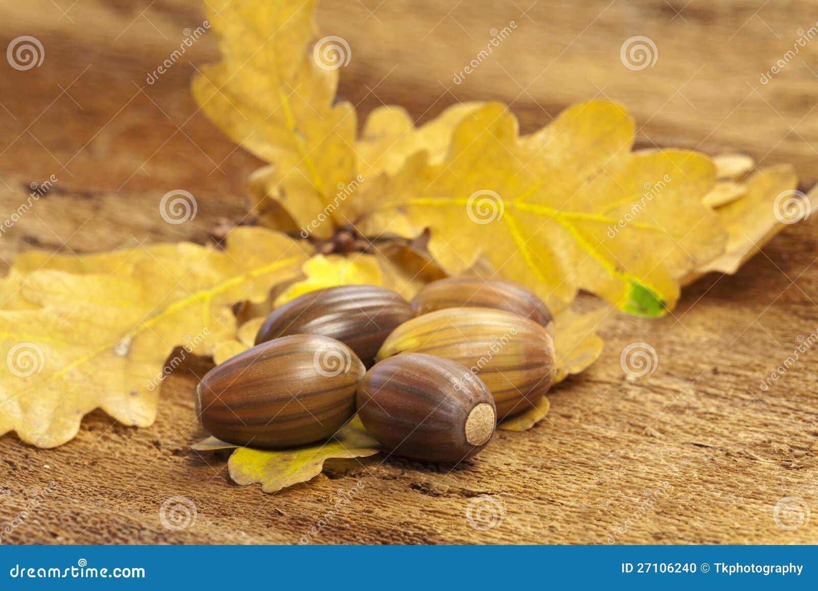 Brown acorns stock photo. Image of tree, natural, golden - 27106240