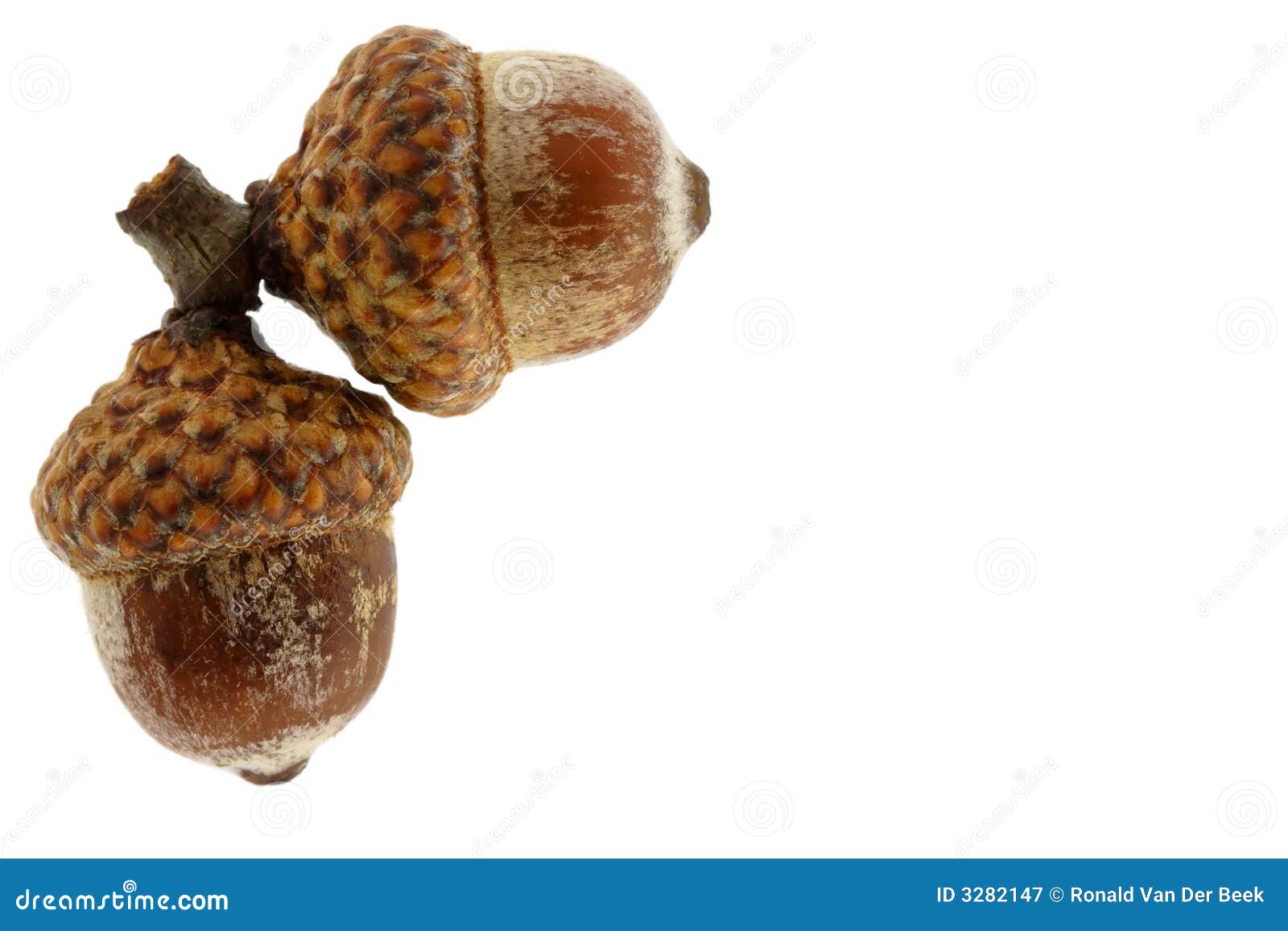 Brown acorns stock image. Image of tree, decorative, pair - 3282147