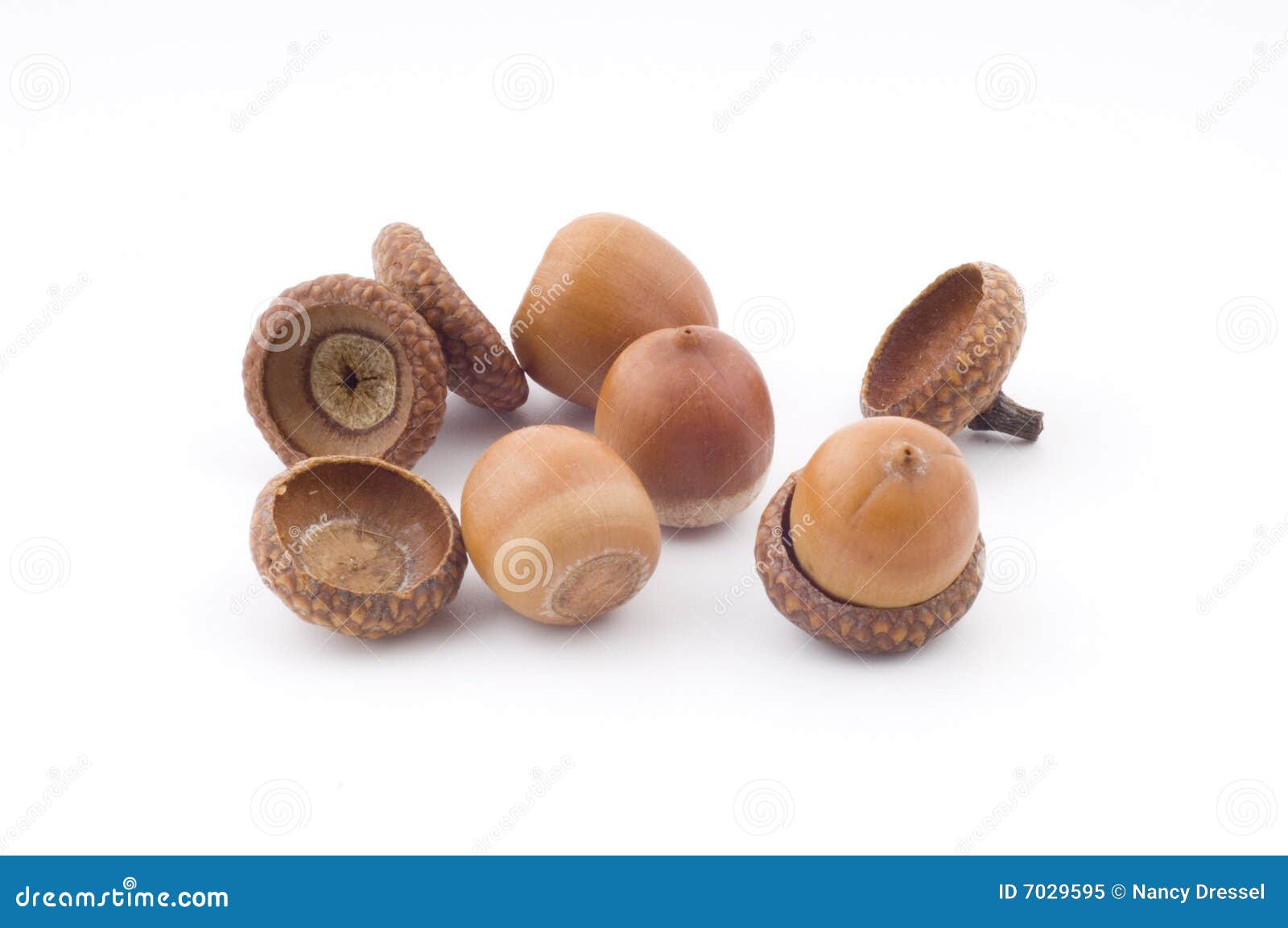 Brown acorns stock image. Image of autumn, food, fall - 7029595