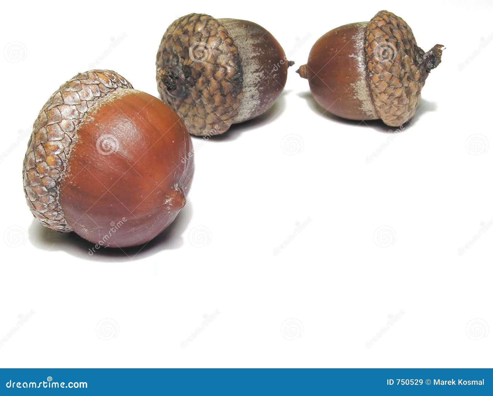 Brown Acorns stock image. Image of acorn, isolated, background - 750529