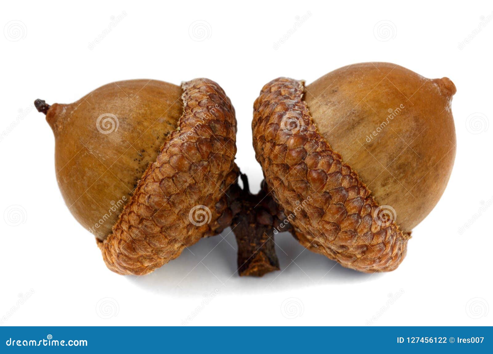 Brown Acorns close-up stock photo. Image of seed, closeup - 127456122