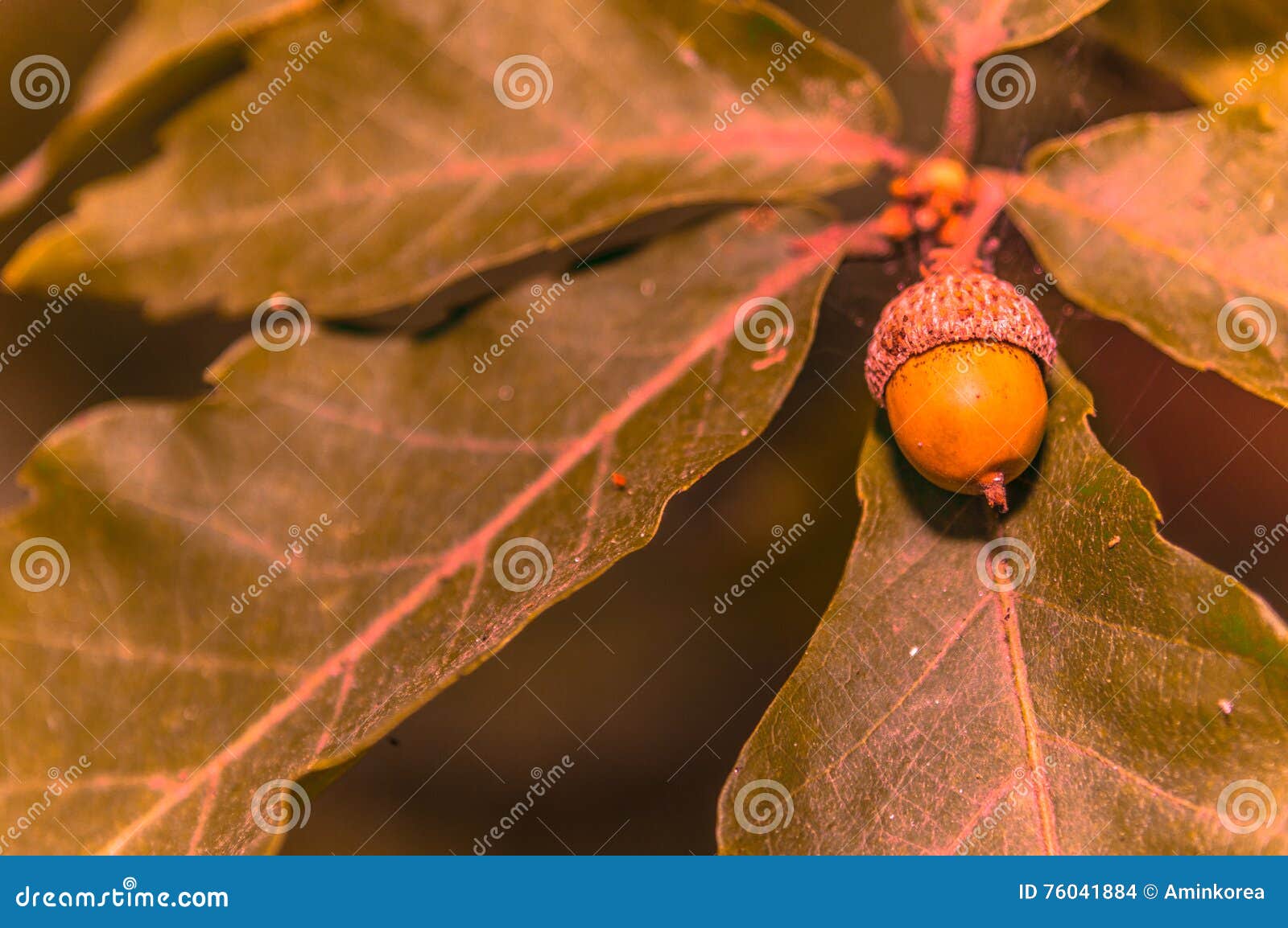 Brown acron on a tree stock photo. Image of autumn, brown - 76041884