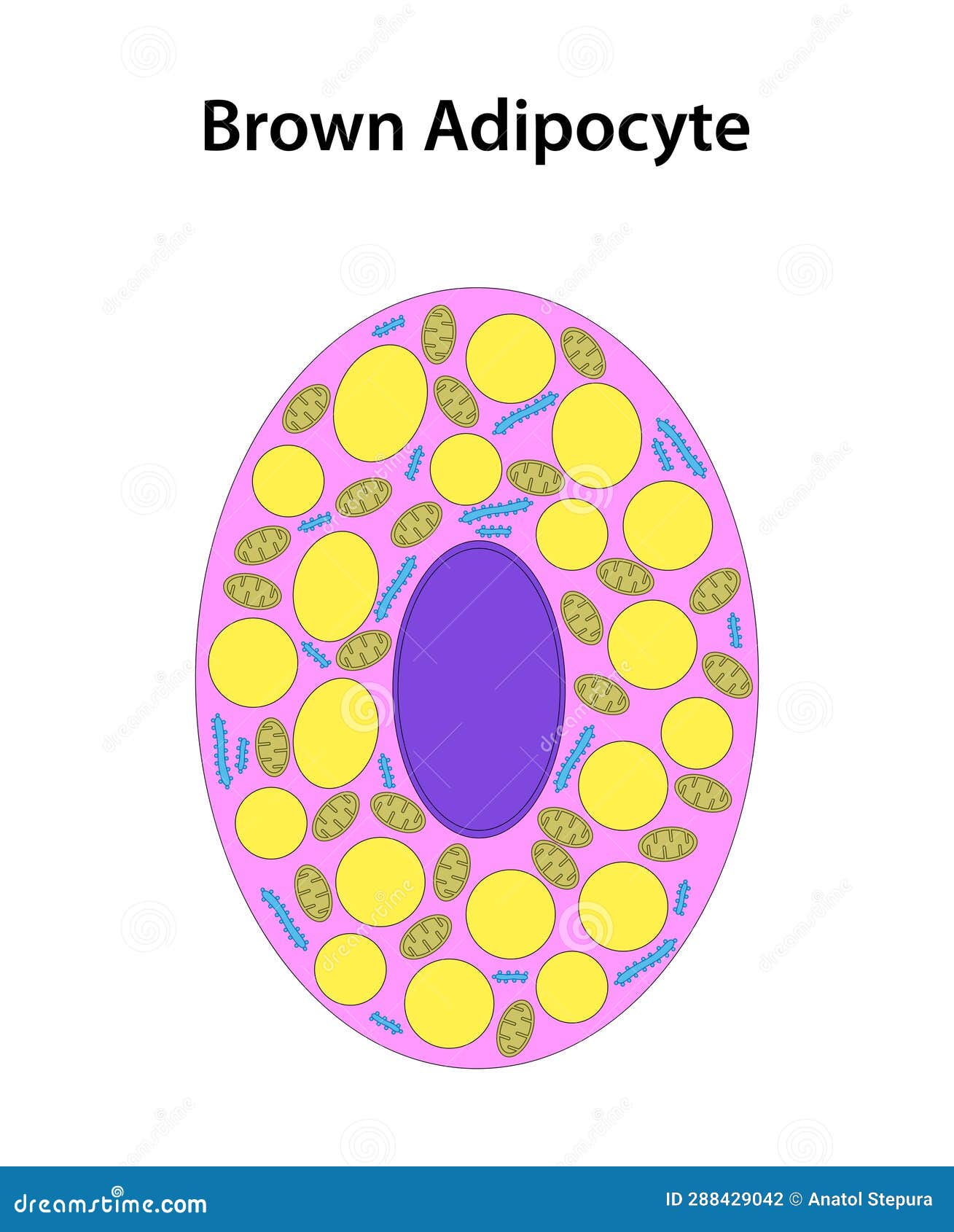 Thermogenesis Cartoons, Illustrations & Vector Stock Images - 36 ...