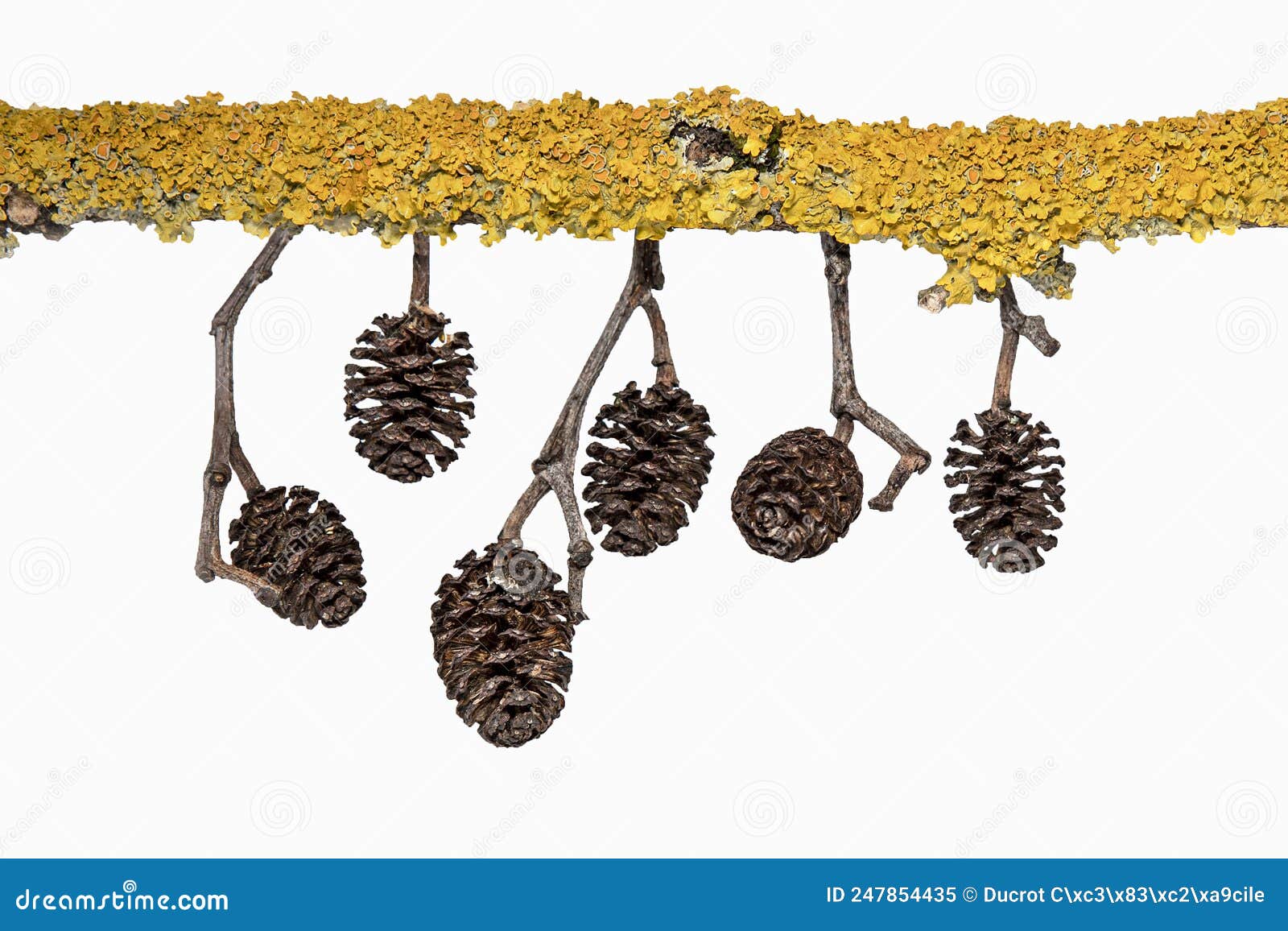 Brown alder fruit stock image. Image of nature, design - 247854435