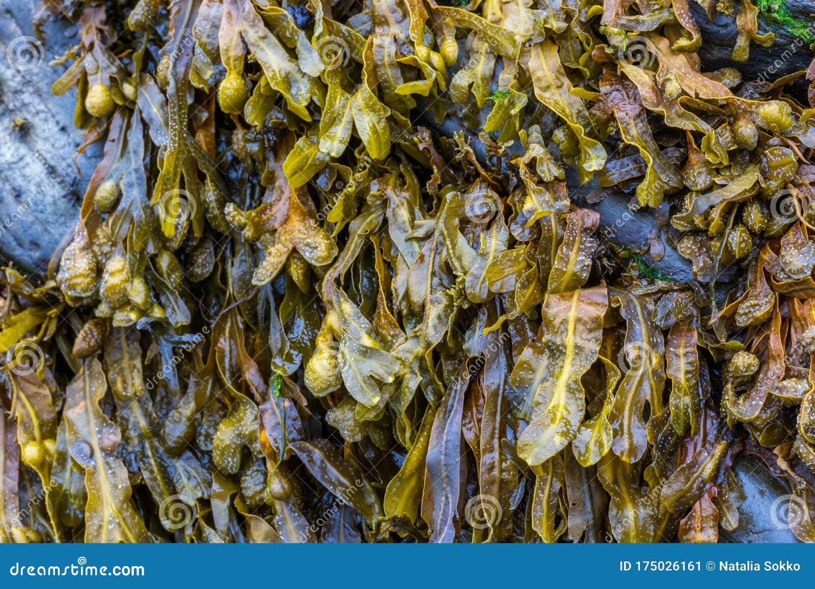 Brown algae stock image. Image of natural, marine, scandinavia - 175026161