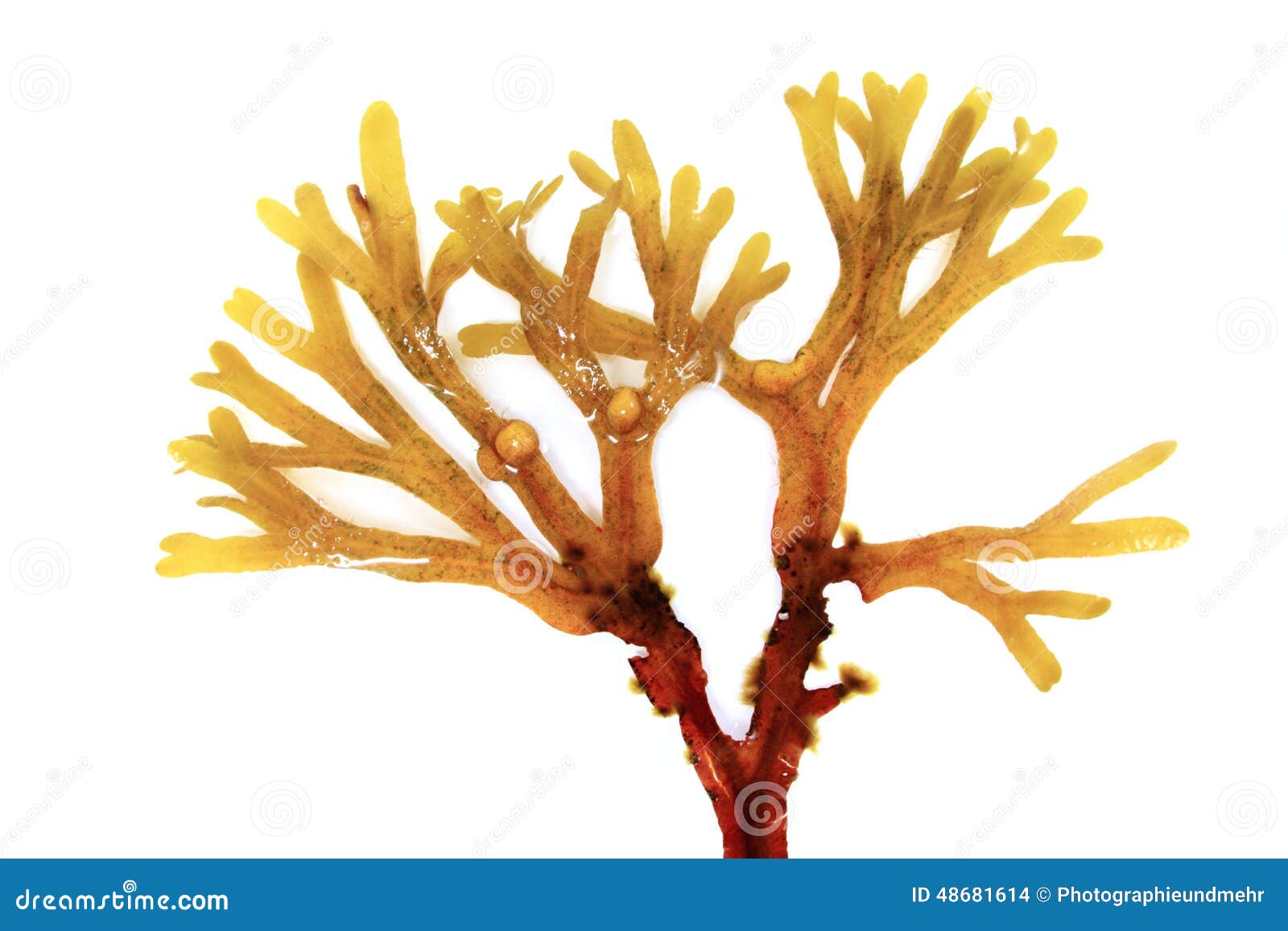 Brown algae stock photo. Image of phaeophyta, salt, kelp - 48681614