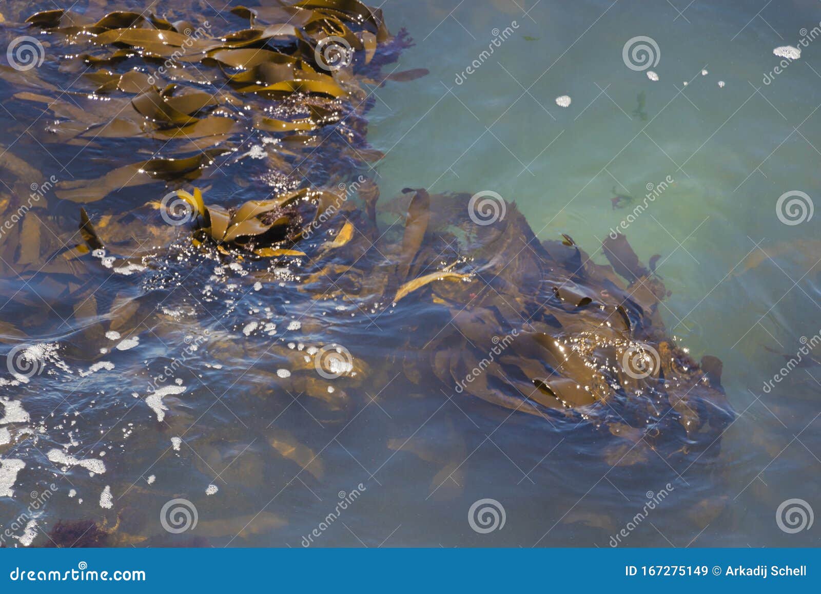 Brown Algae in Blue Water in Cape Town, South Africa Stock Image ...