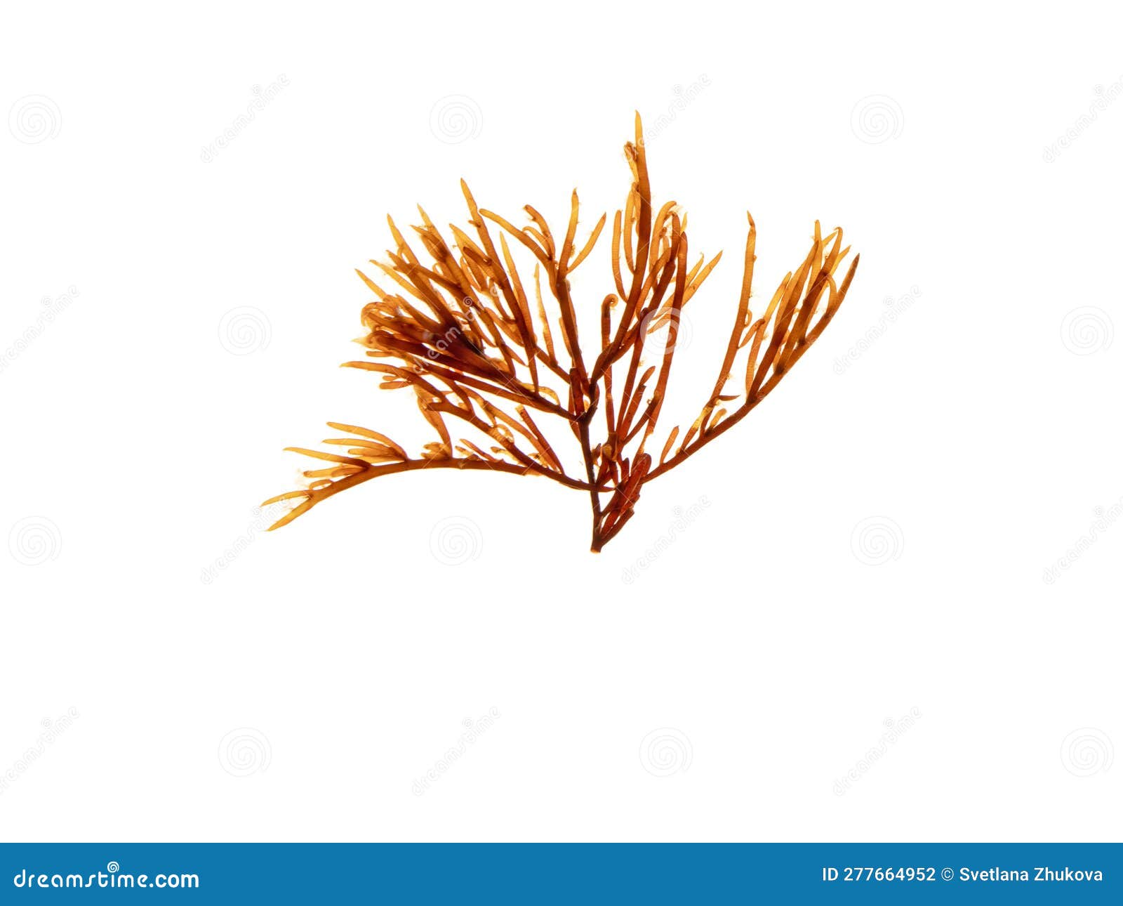 Red Algae Branch Isolated Transparent Png Royalty-Free Stock Image ...