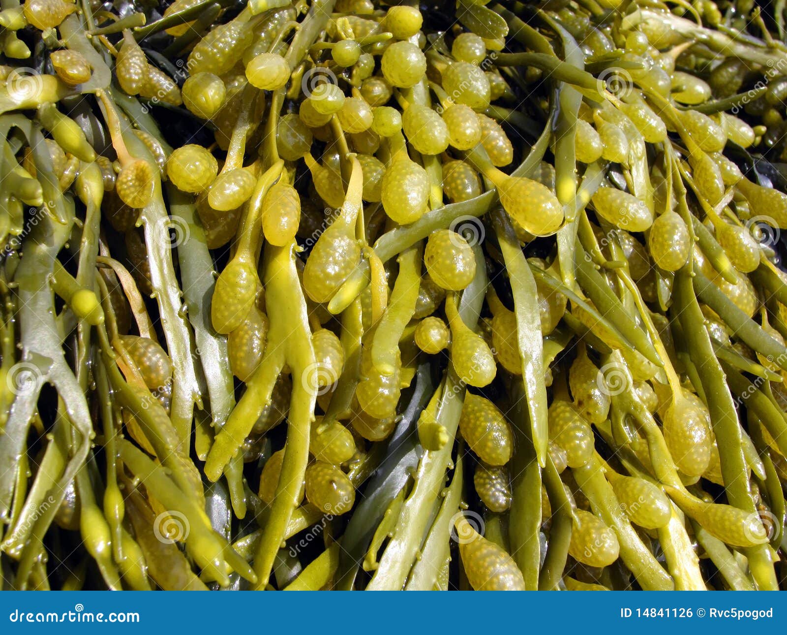 Fucus Under Microscope Brown Algae