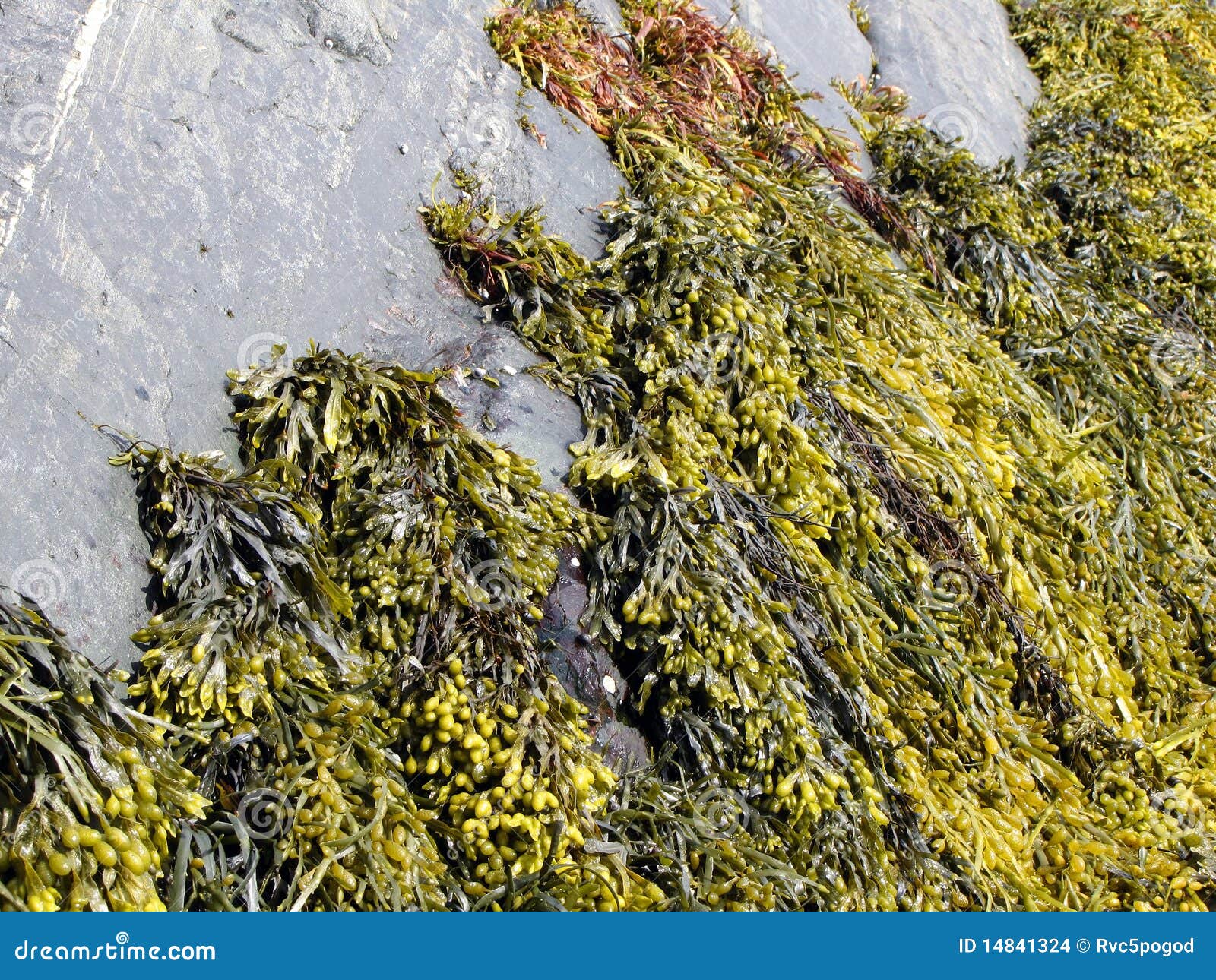 Brown algae, fucus stock photo. Image of organism, fungus - 14841324