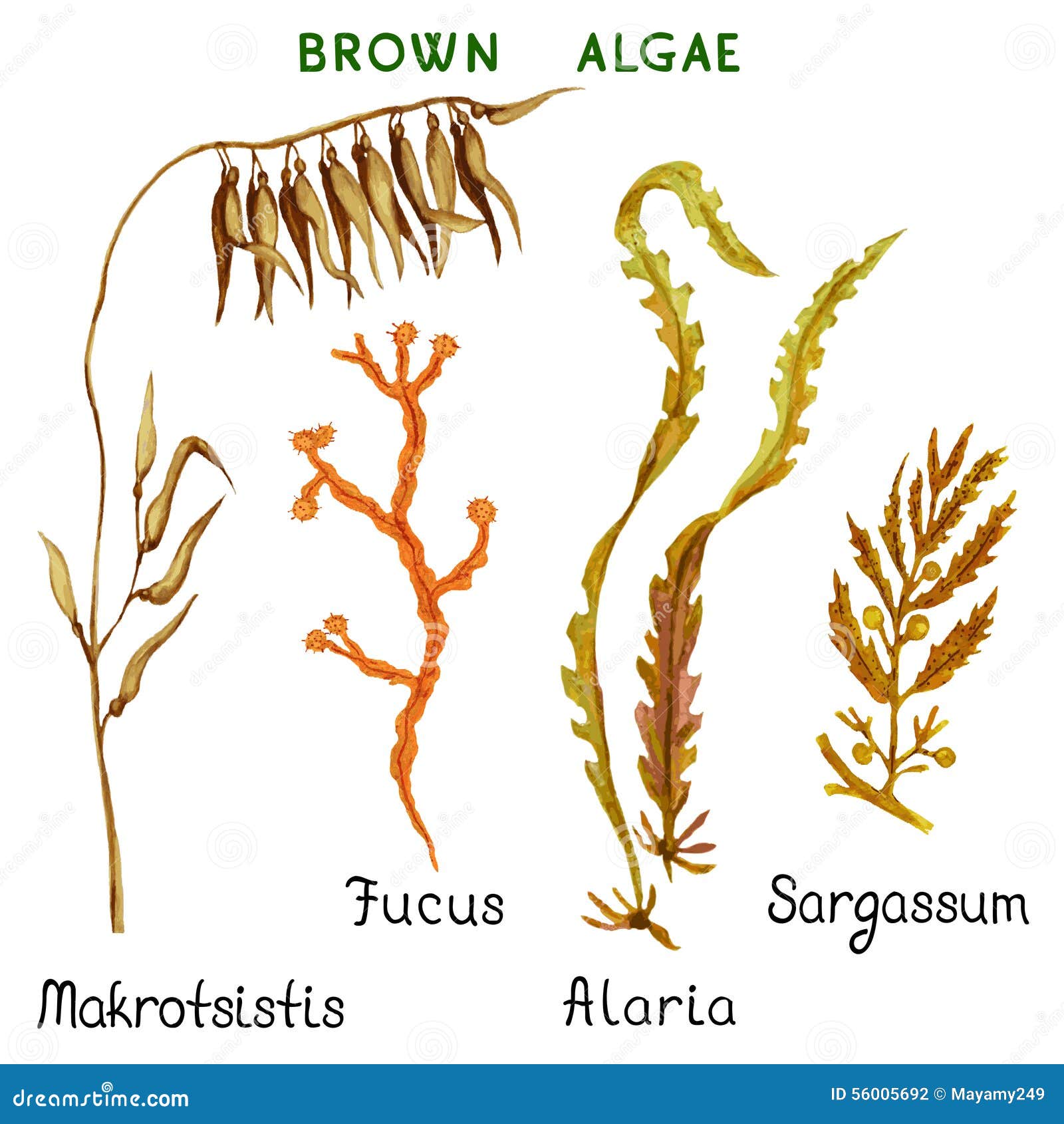 Brown Algae Under Microscope Labeled