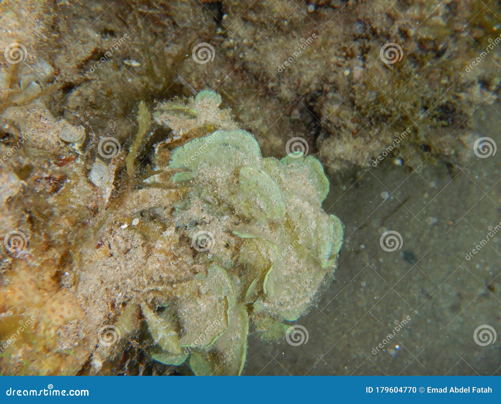 Seaweeds, Brown Algae stock photo. Image of healthy - 179604770