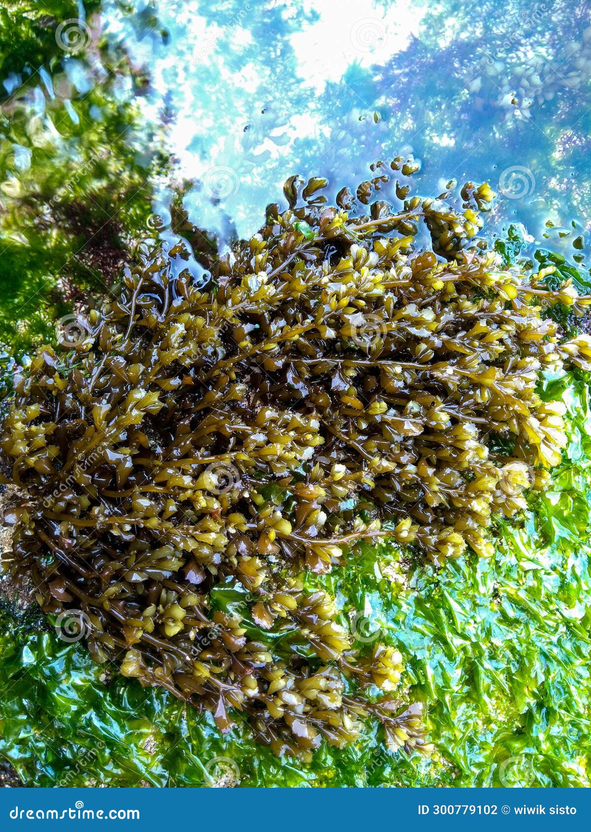 Brown Algae on Mossy Coral on the Beach Stock Photo - Image of mossy ...