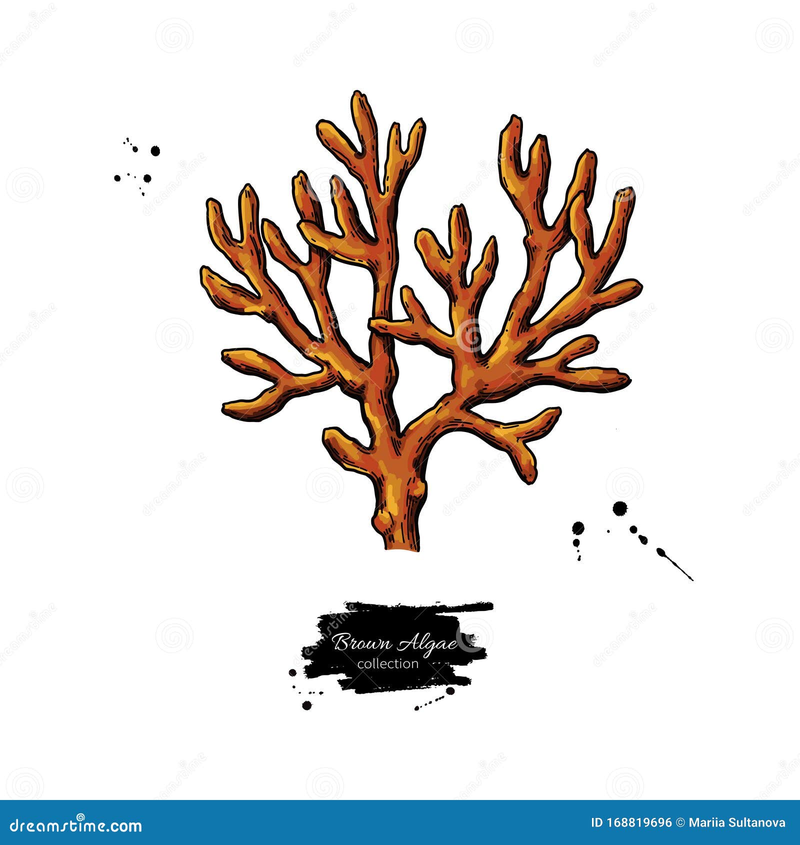Brown Algae Fucus. Black Hand Drawn Realistic Outline Vector Image ...