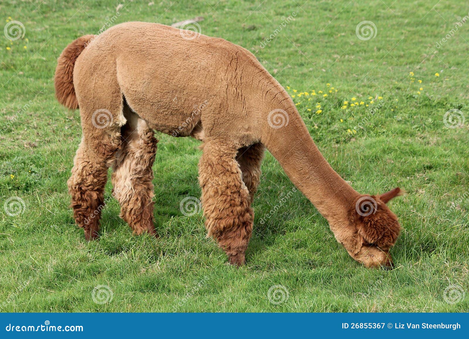 Brown Alpaca stock image. Image of hair, pasture, fauna - 26855367