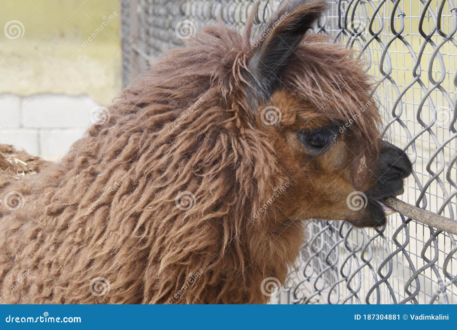 Brown alpaca chewing. stock image. Image of mammal, side - 187304881
