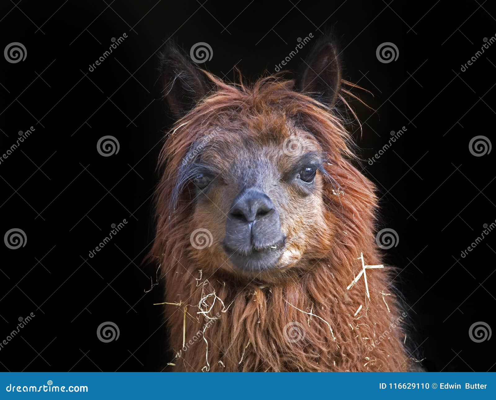 Alpaca stock photo. Image of farm, face, color, alpacas - 116629110