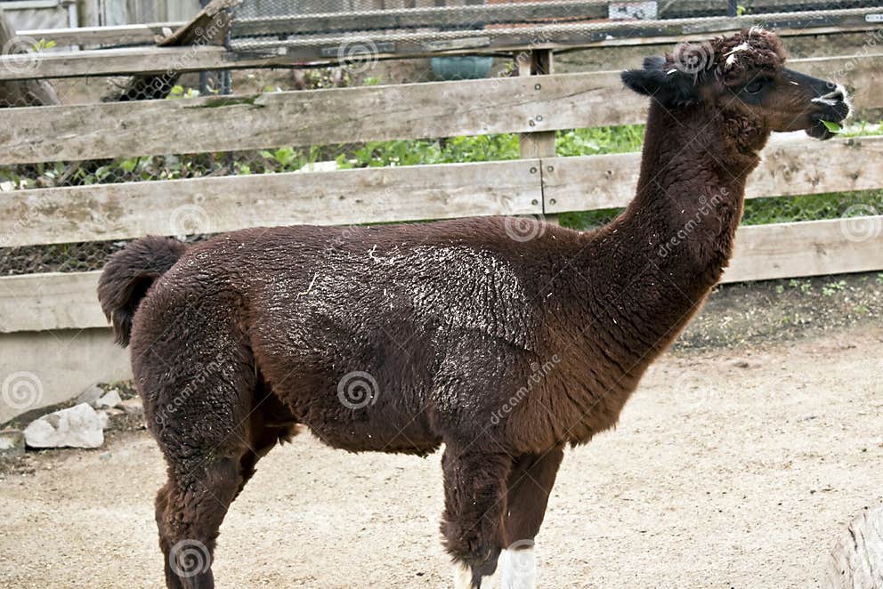 This is a Side View of an Alpaca Stock Image - Image of nature, alpaca ...