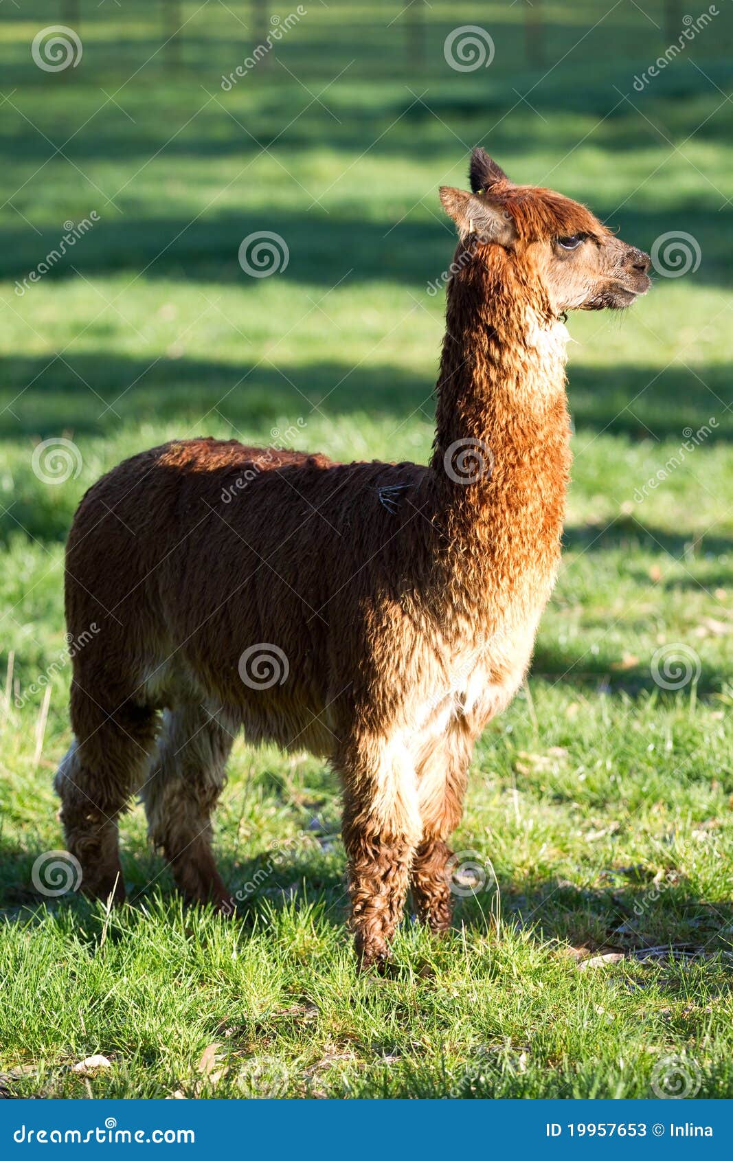 Brown alpaca full shot stock image. Image of baby, expression - 19957653