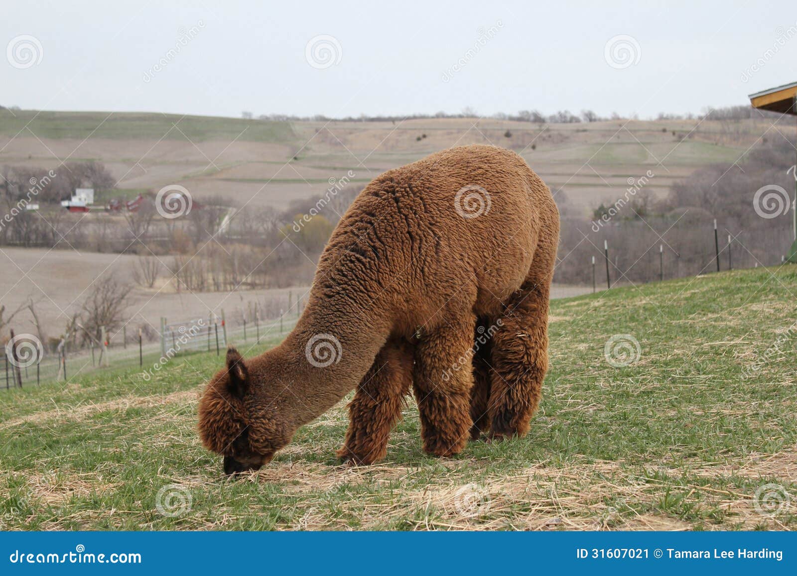 Brown alpaca grazing stock image. Image of veterinarian - 31607021