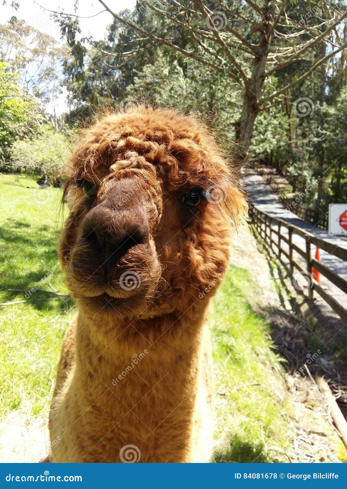 Brown Alpaca stock photo. Image of farm, looking, lama - 84081678