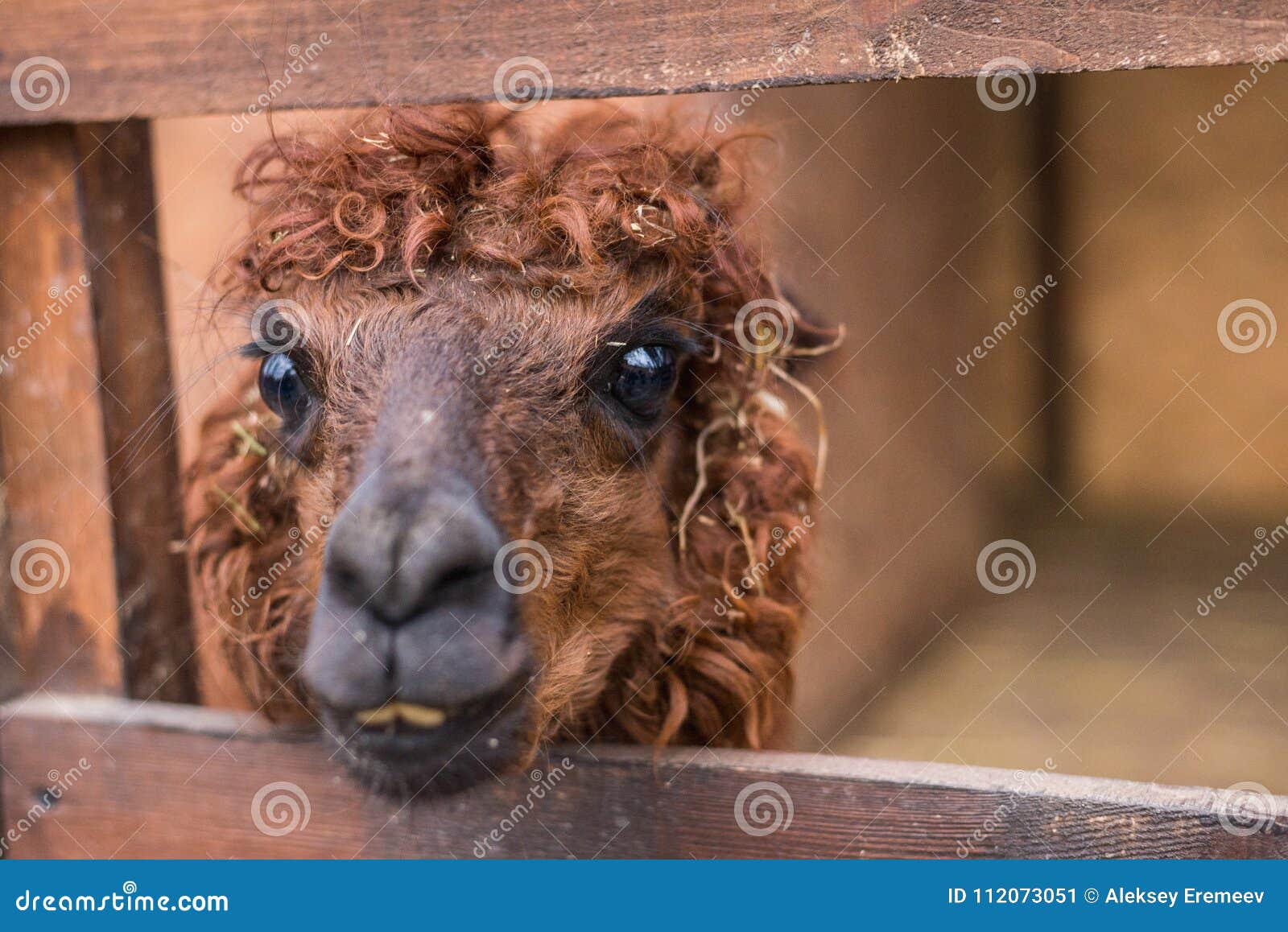 Brown Alpaca Looks into Frame Stock Image - Image of brown, funny ...