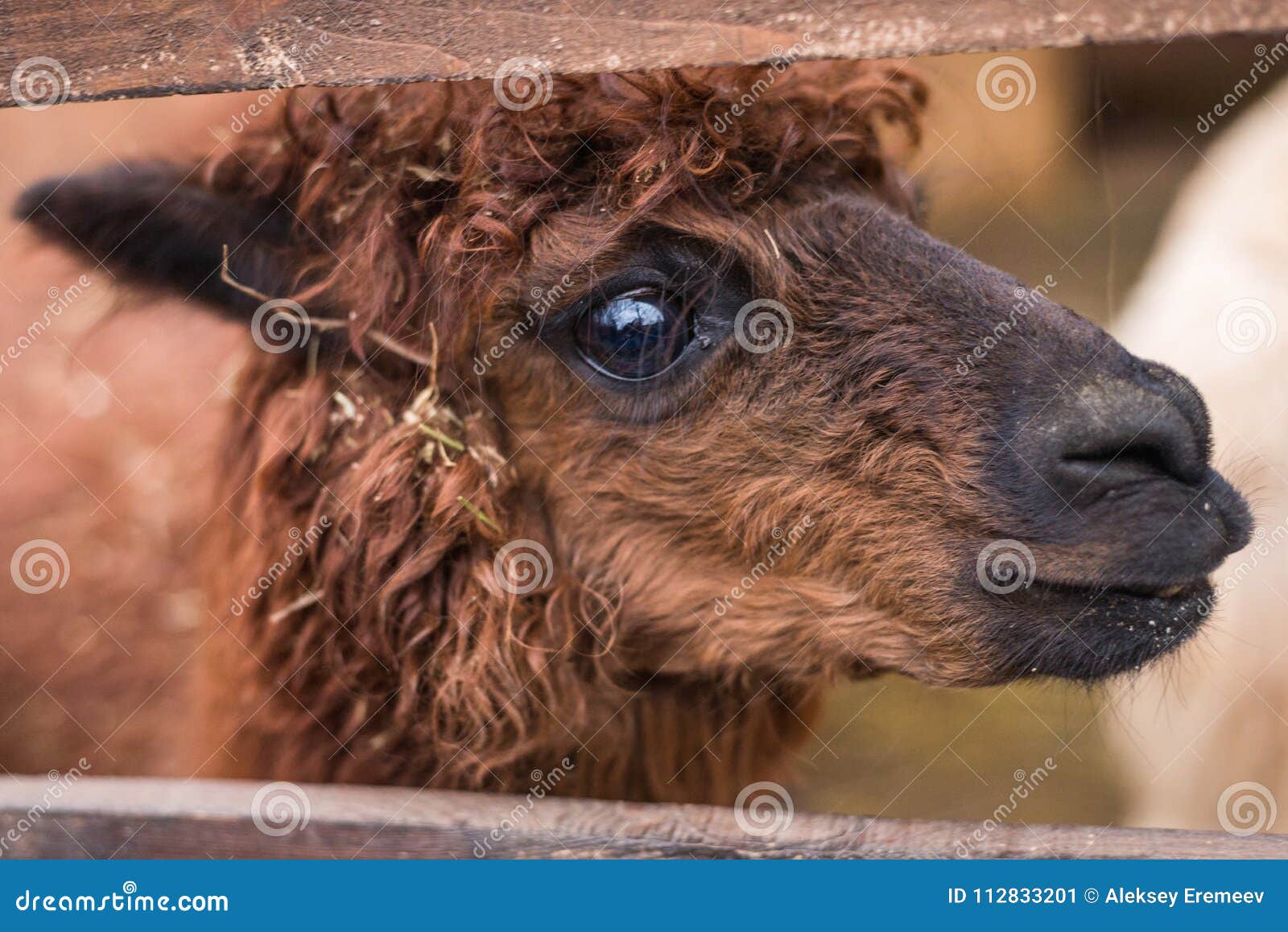 Brown Alpaca Looks into Frame Stock Image - Image of color, fleece ...