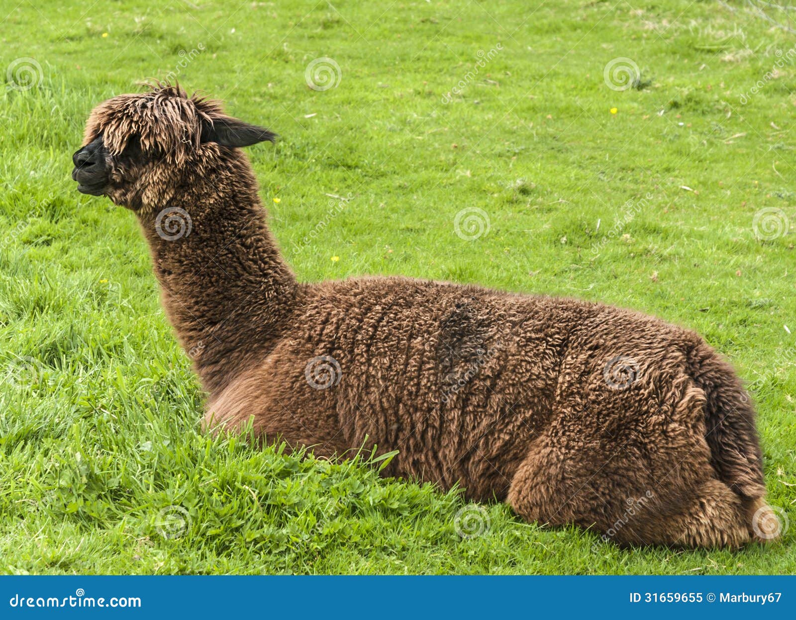 Brown Alpaca stock image. Image of cute, closeup, farm - 31659655