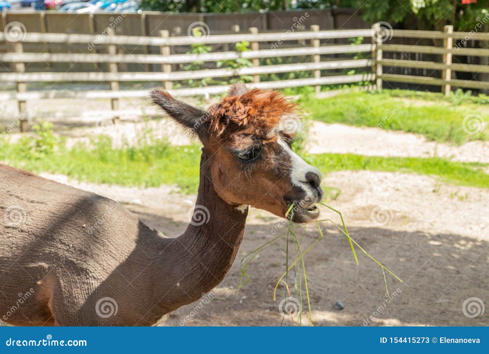 Brown Alpaca in the Zoo at Summer Stock Image - Image of friendly ...